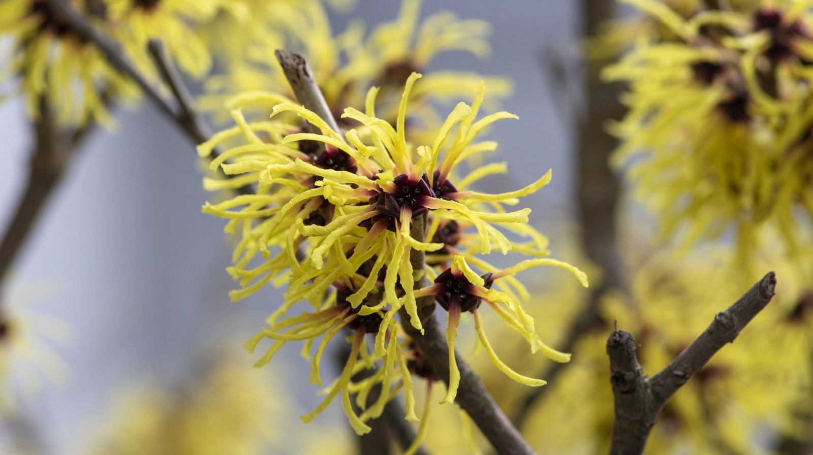 Cautious About Witch Hazel? Turns Out It's Loaded With Potential For ...